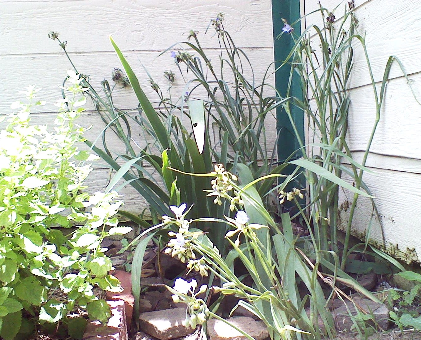 Using Common Spiderwort as an Ornamental Garden Plant - Dengarden