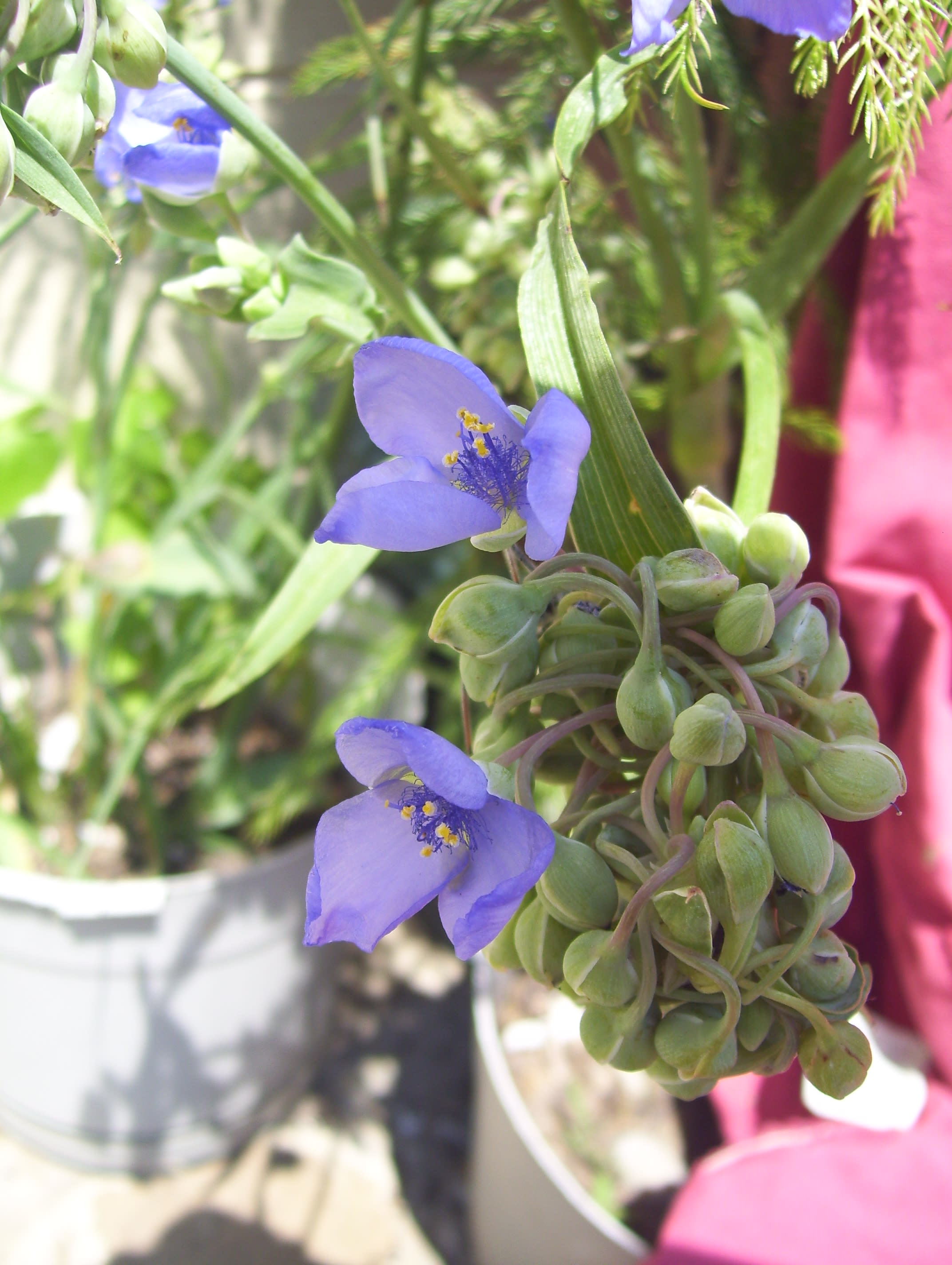 Using Common Spiderwort as an Ornamental Garden Plant - Dengarden