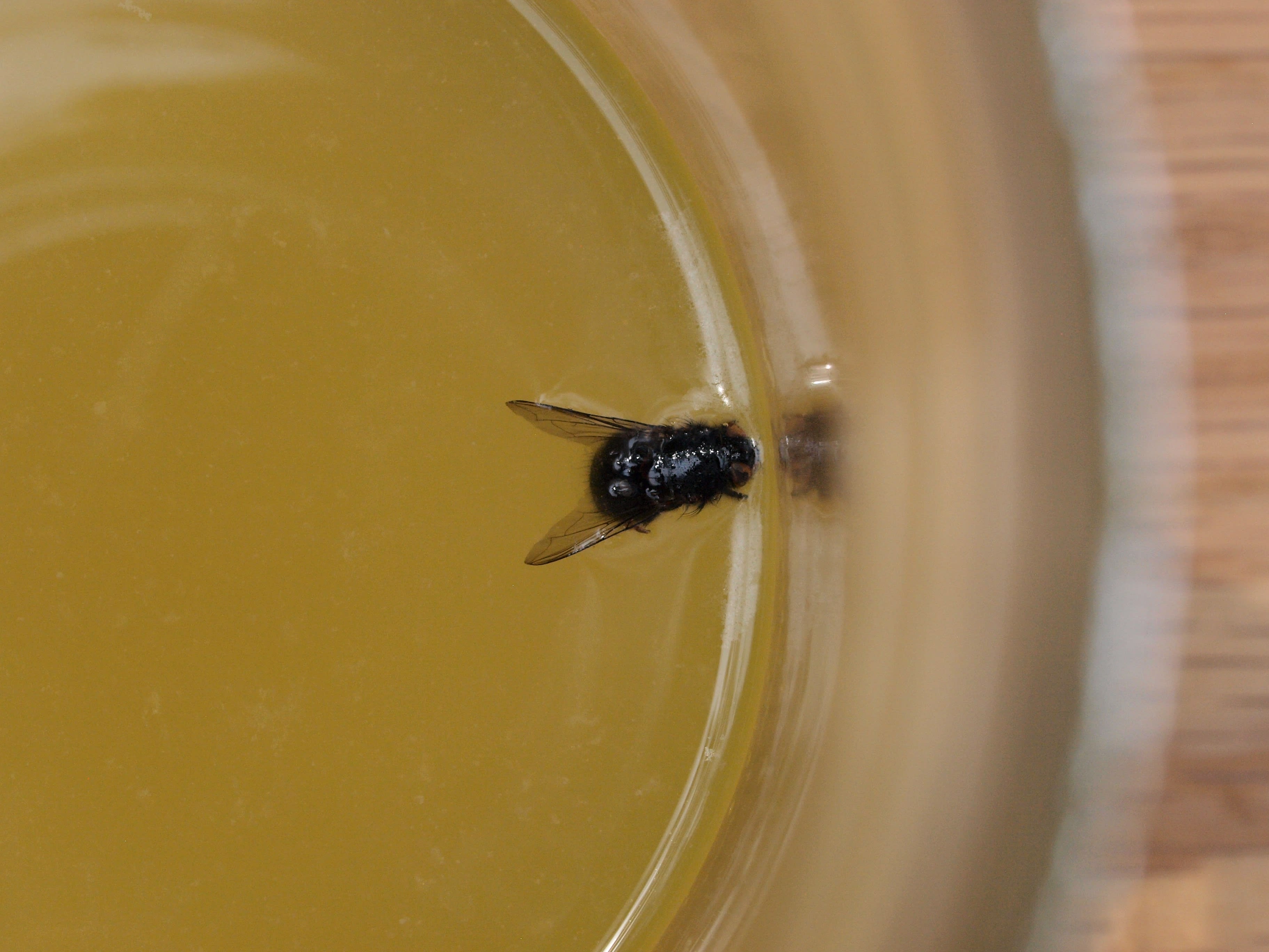 3 DIY Fly Traps to Make at Home - Dengarden