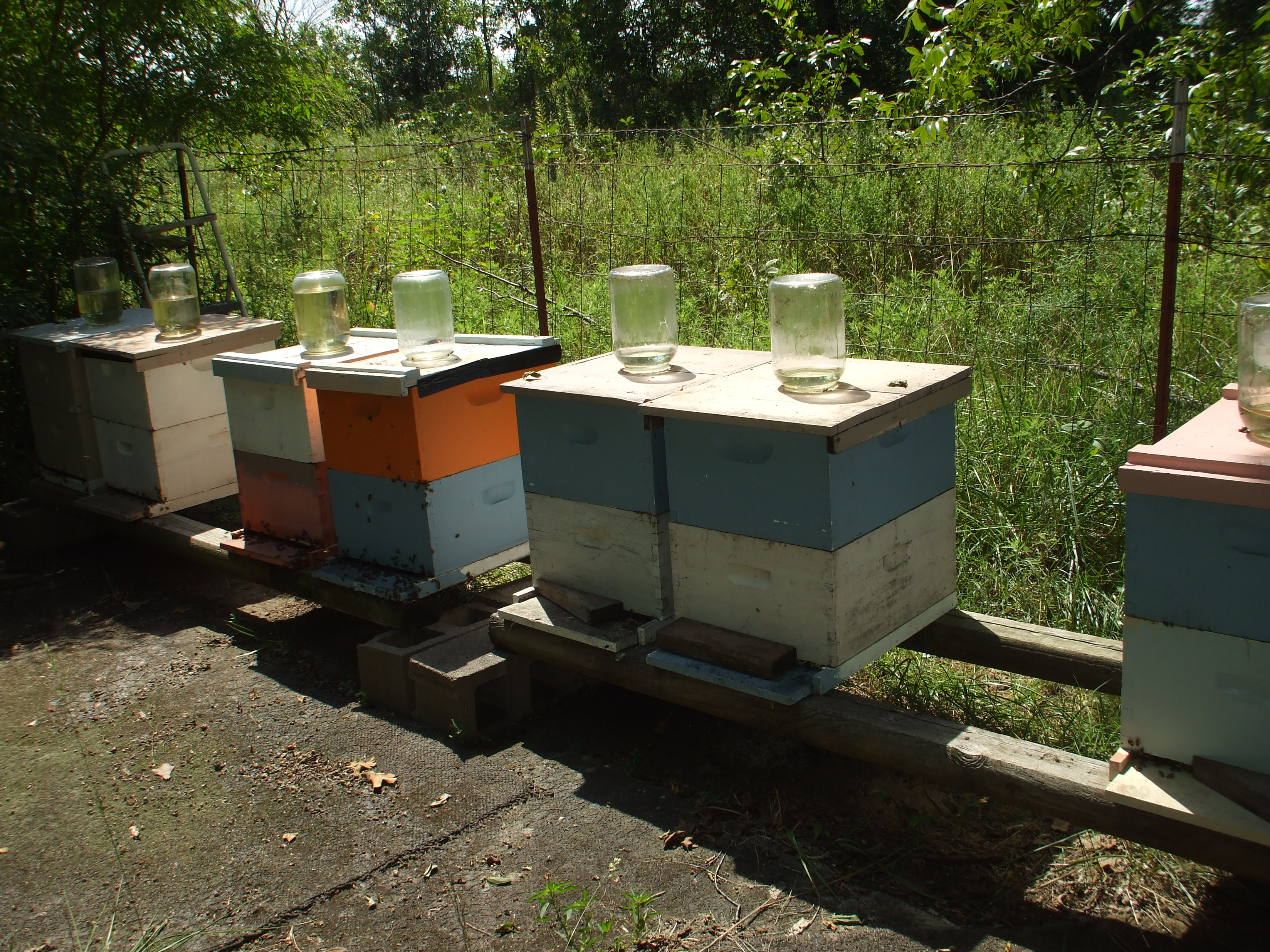 7 Benefits of Making Fall Splits to Bee Hives - Dengarden