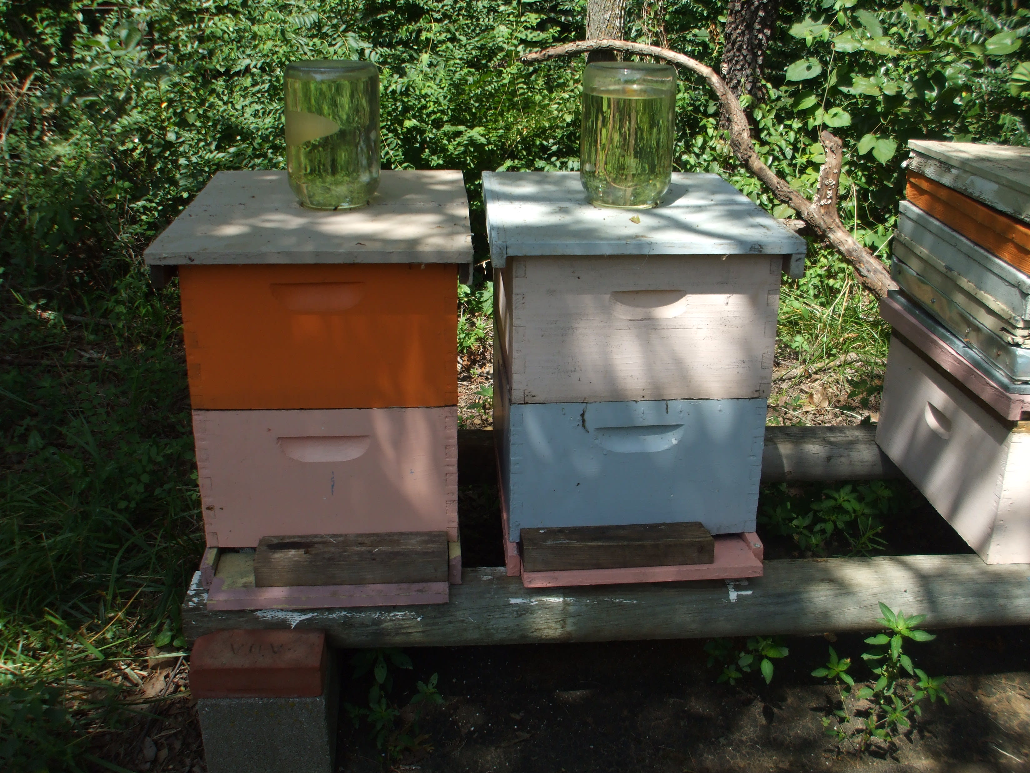 7 Benefits of Making Fall Splits to Bee Hives - Dengarden