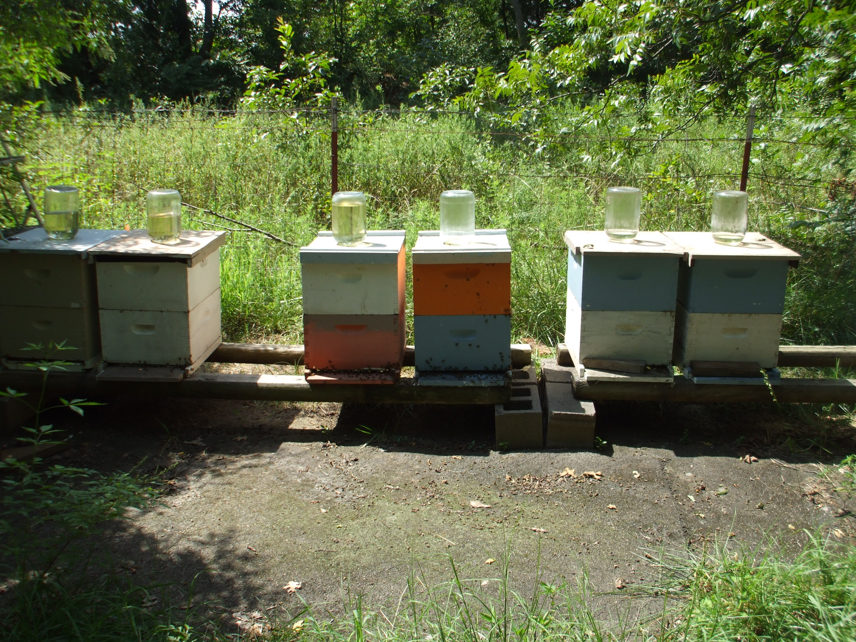 7 Benefits of Making Fall Splits to Bee Hives - Dengarden