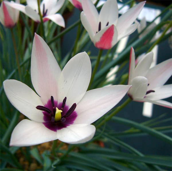 Species Tulips (Botanical Tulips) - Dengarden