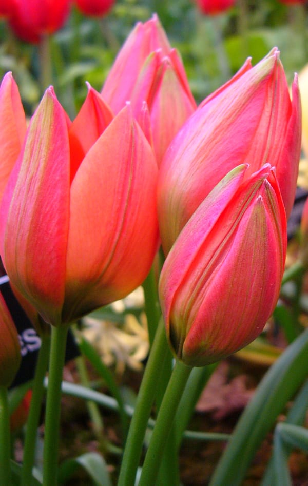 Species Tulips (Botanical Tulips) - Dengarden