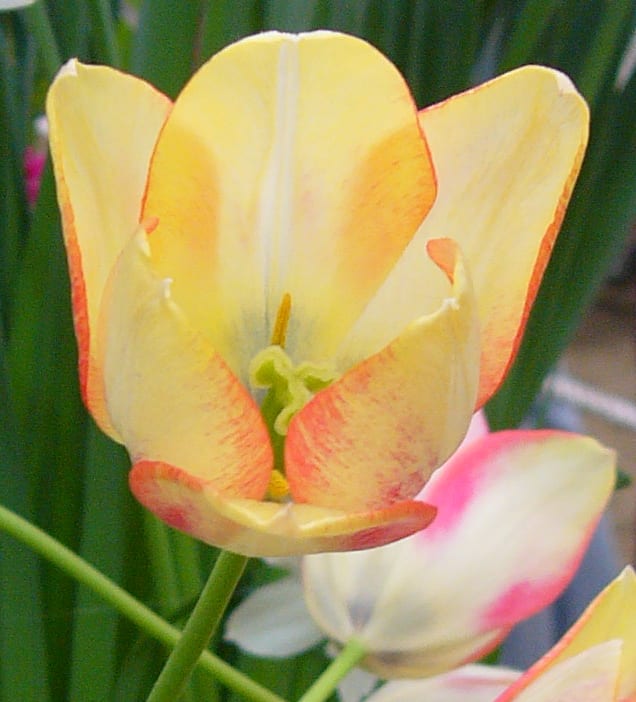 Species Tulips (Botanical Tulips) - Dengarden
