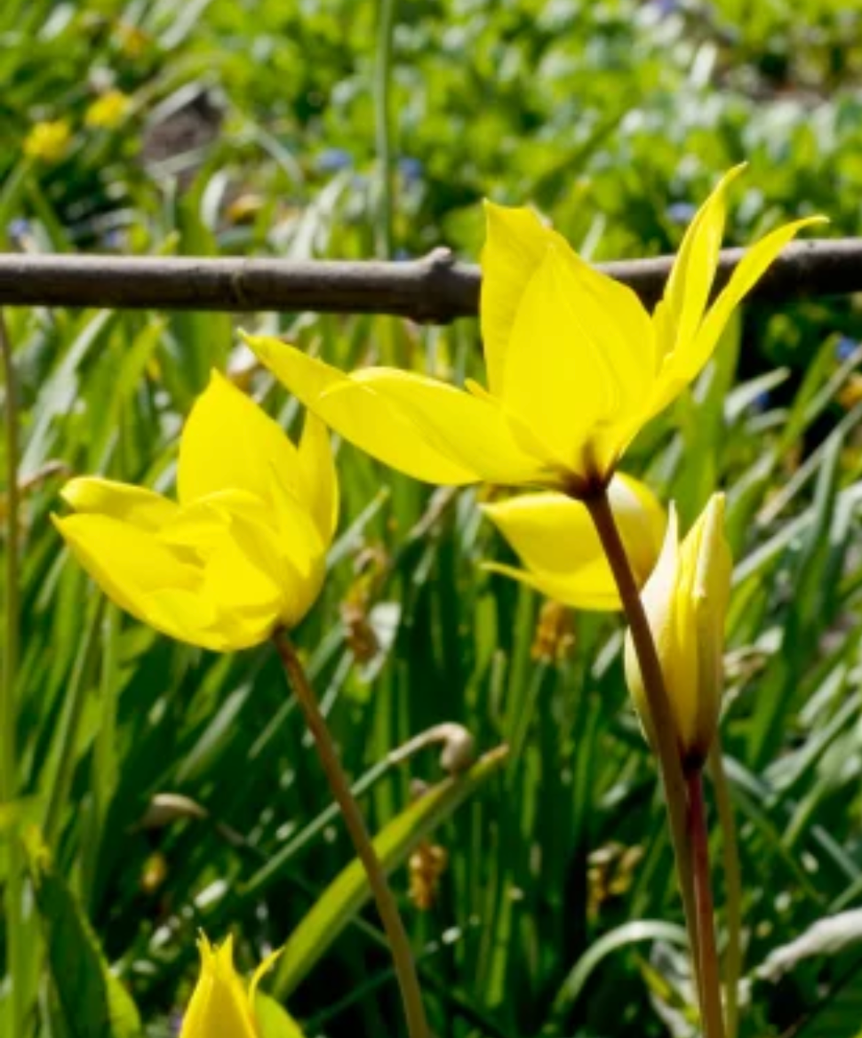 Species Tulips (Botanical Tulips) - Dengarden