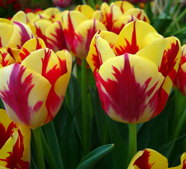 Buying Tulips: Flowering Times and Best Perennial Bulbs - Dengarden