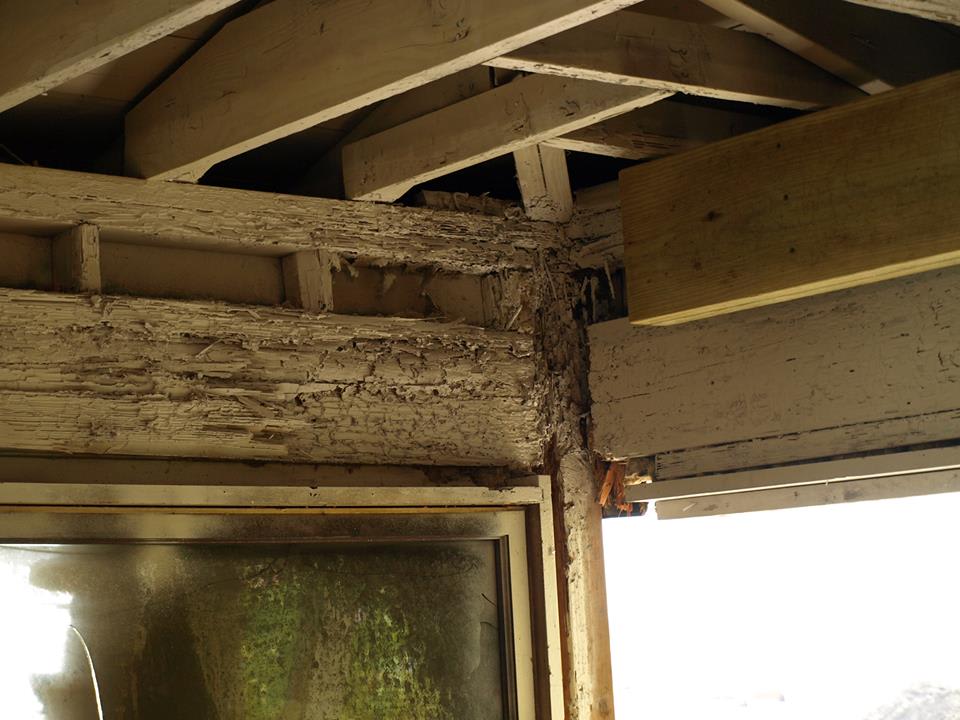 Tips and Tricks for Termite Control - Dengarden