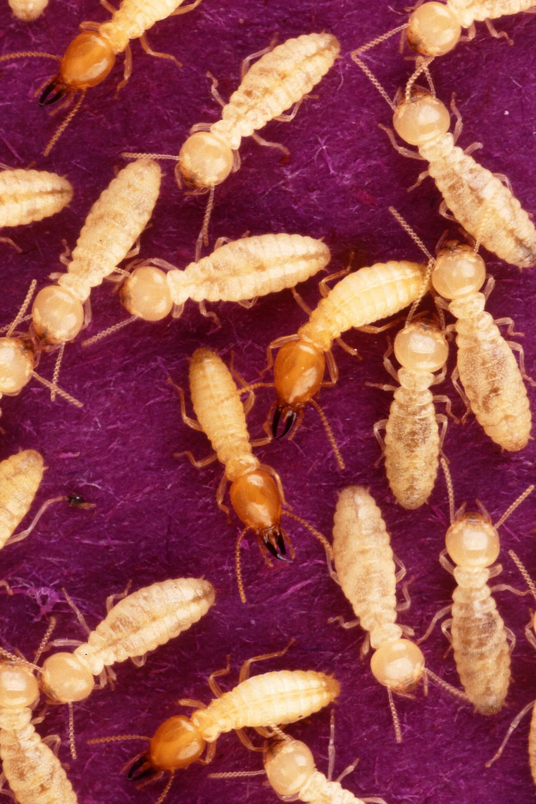 Tips and Tricks for Termite Control - Dengarden