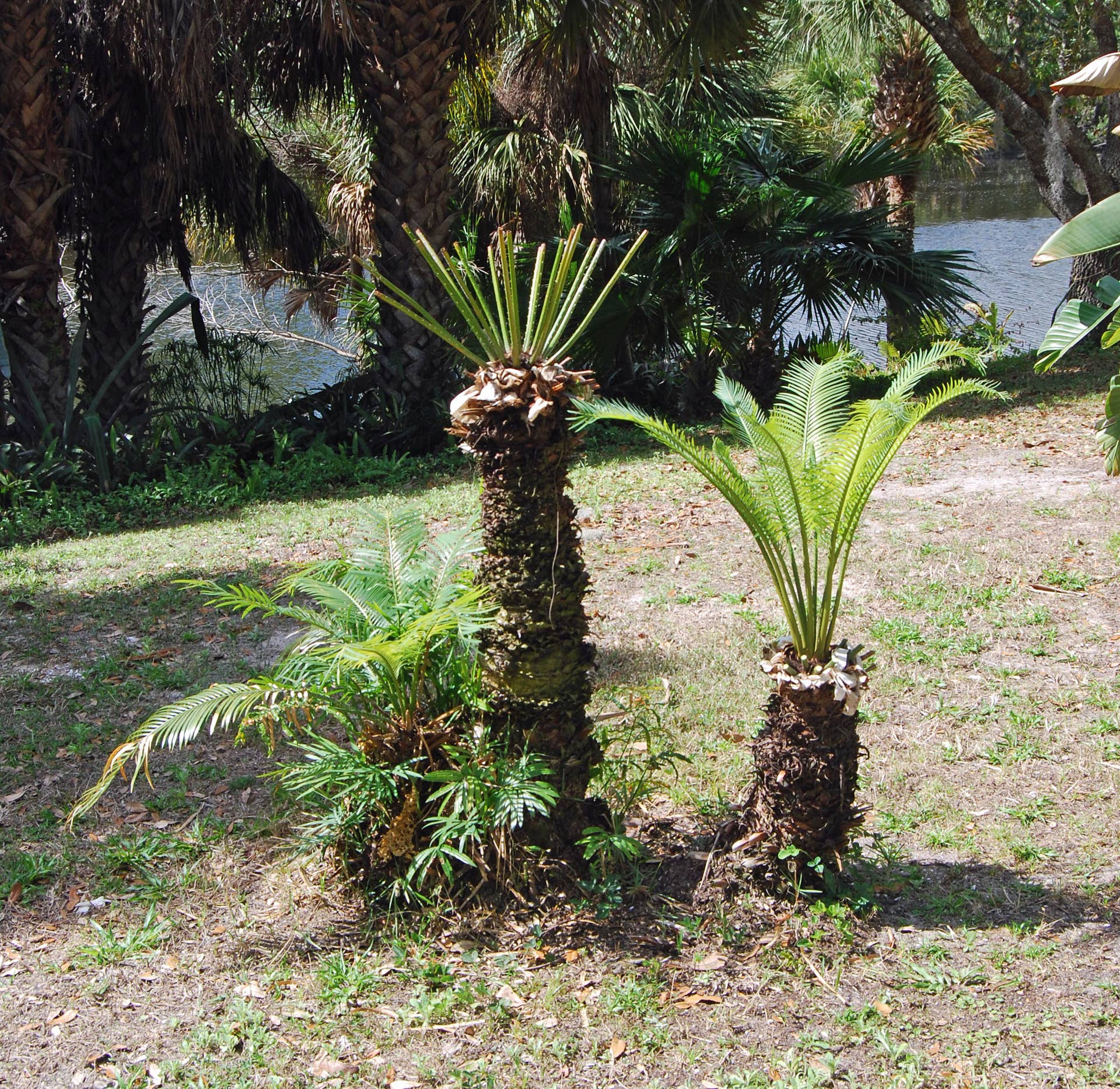 Sago Palm Scale Treatment Ideas