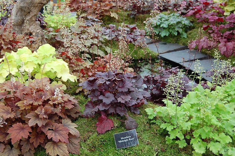 How to Grow Coral Bells (Heuchera) - Dengarden