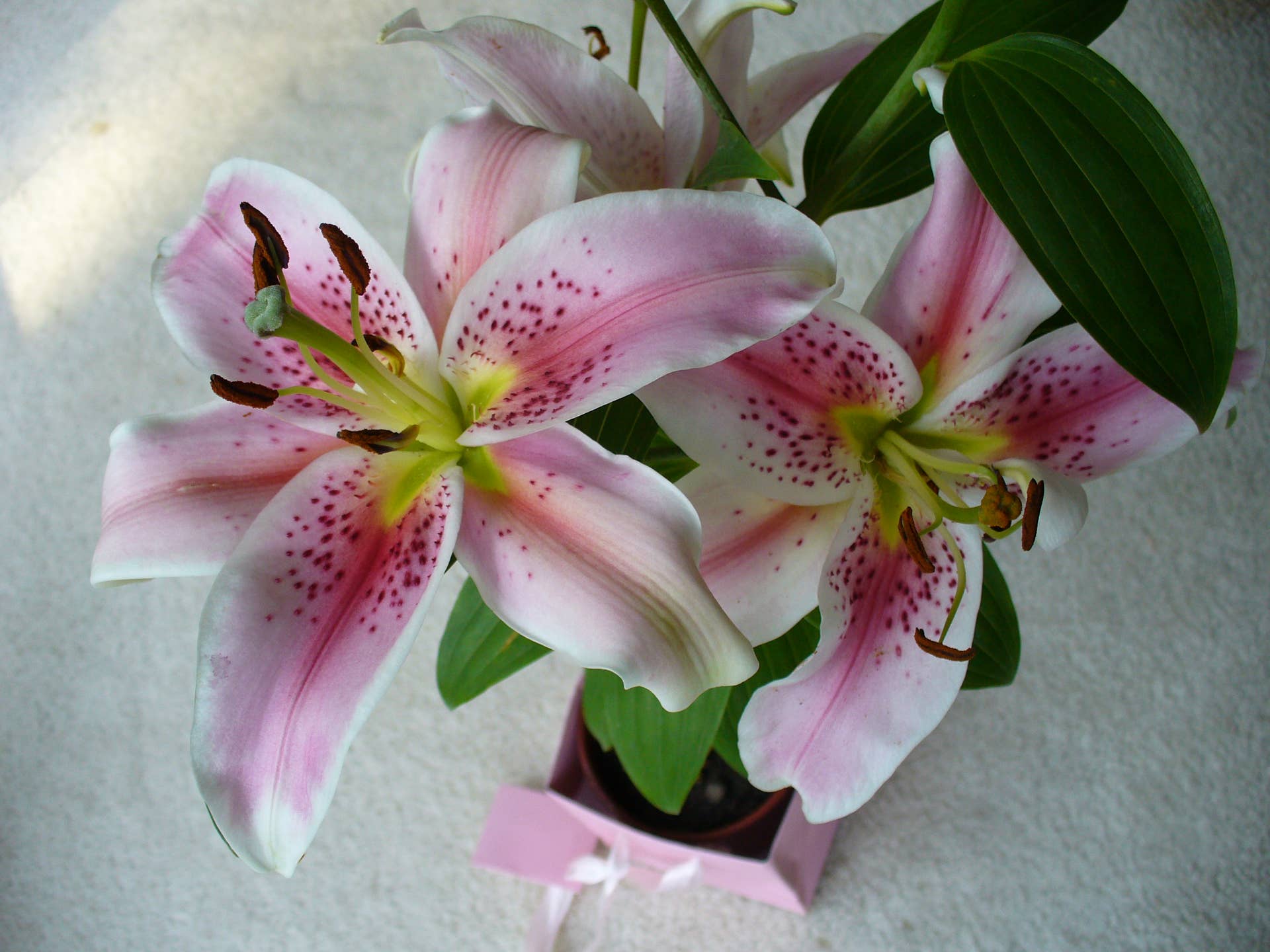 Tiger Lily Varieties