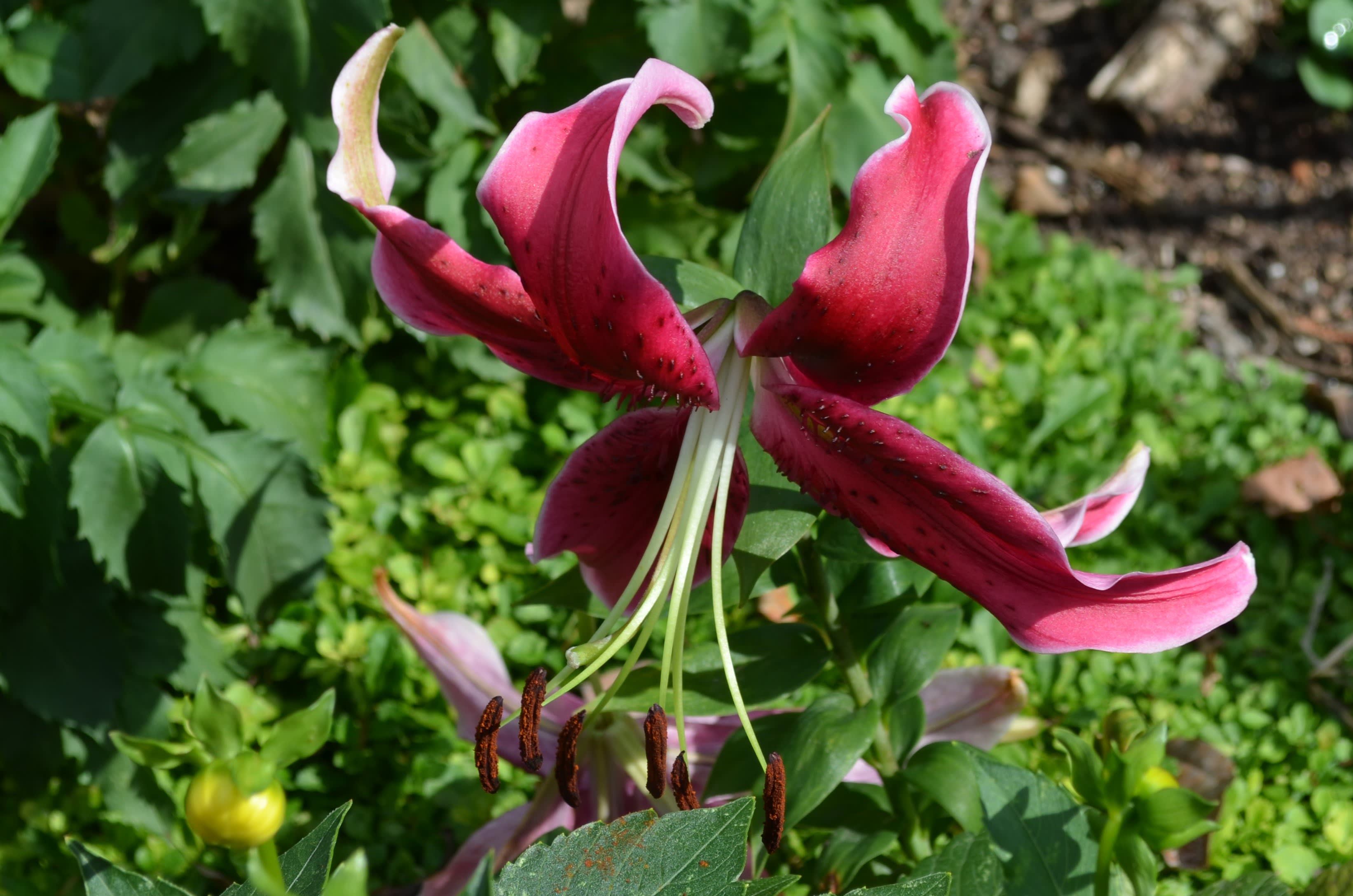 Tiger Lily Varieties
