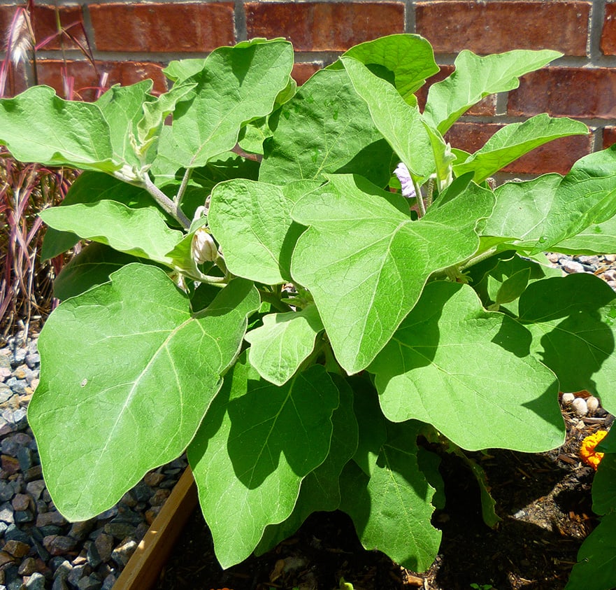 Growing eggplant in containers store