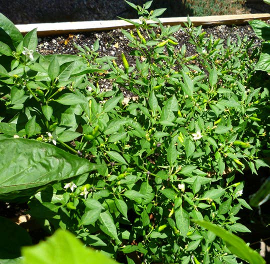 How to Grow Pequin Peppers - Dengarden