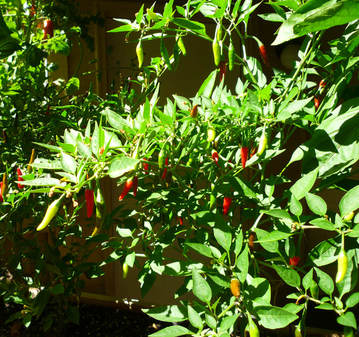 How to Grow Pequin Peppers - Dengarden