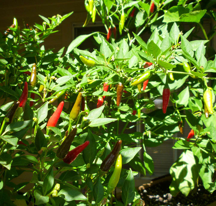 How to Grow Pequin Peppers - Dengarden
