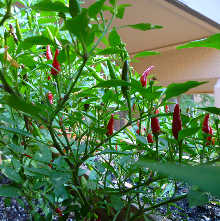 How to Grow Pequin Peppers - Dengarden