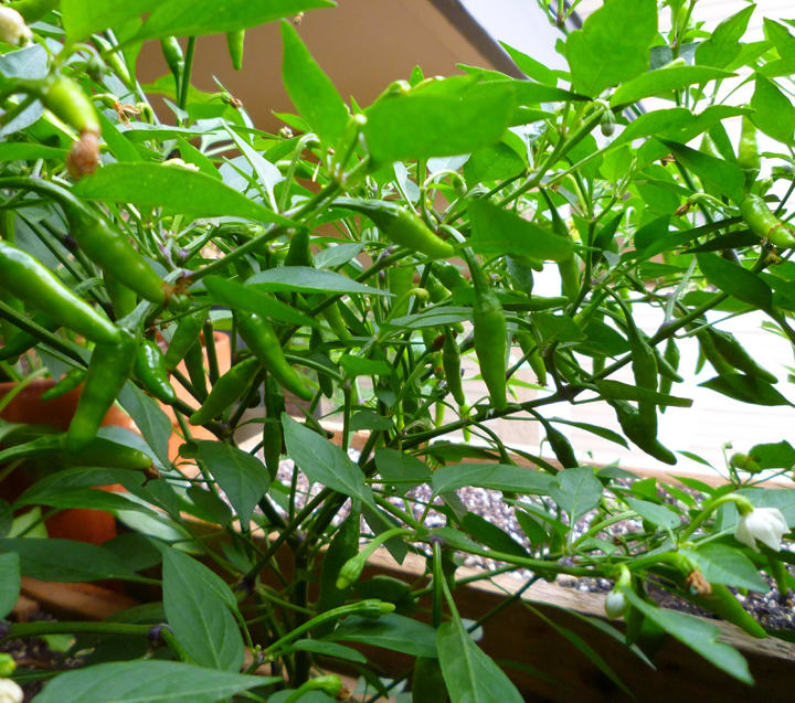 How to Grow Pequin Peppers - Dengarden