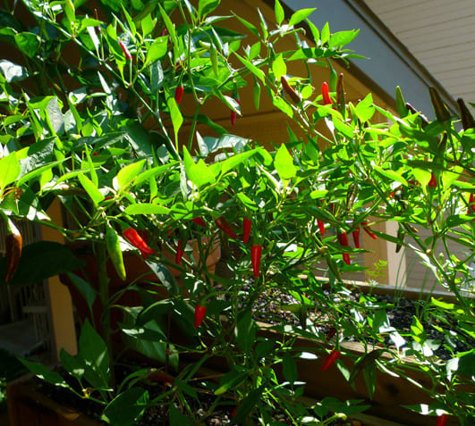 How to Grow Pequin Peppers - Dengarden