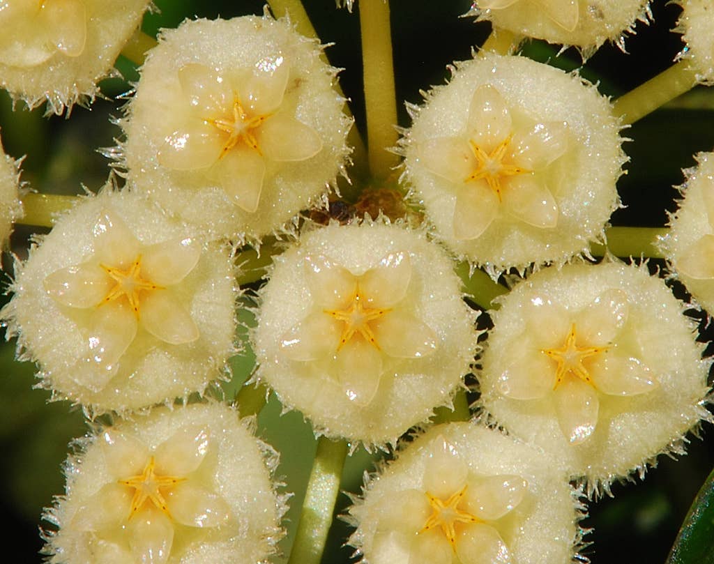 How to Care for and Propagate the Hoya Plant (Rope Plant) - Dengarden