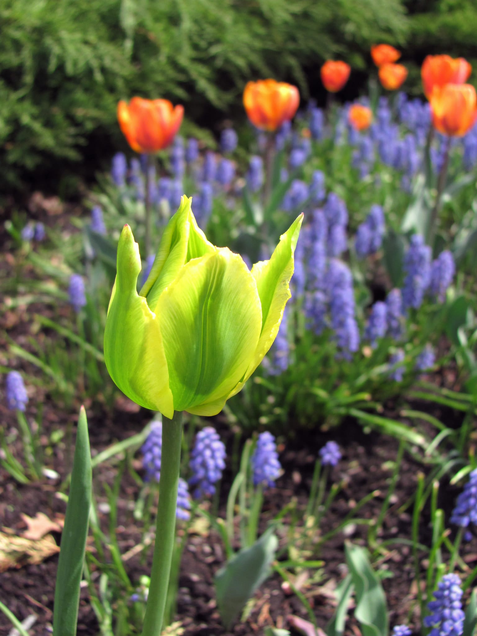 Green Flowers for Gardens and Arrangements - Dengarden