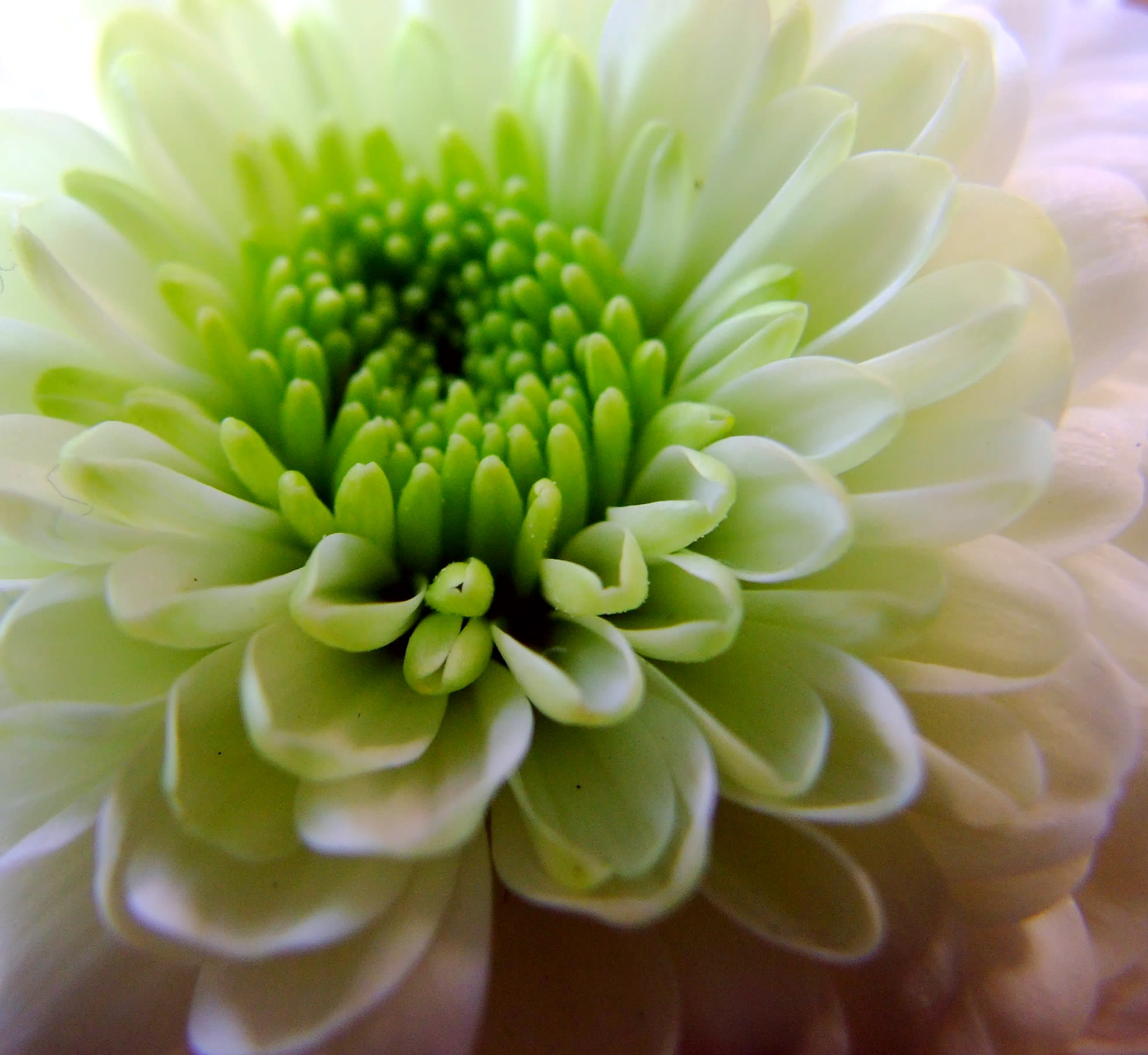 Green Flowers for Gardens and Arrangements - Dengarden