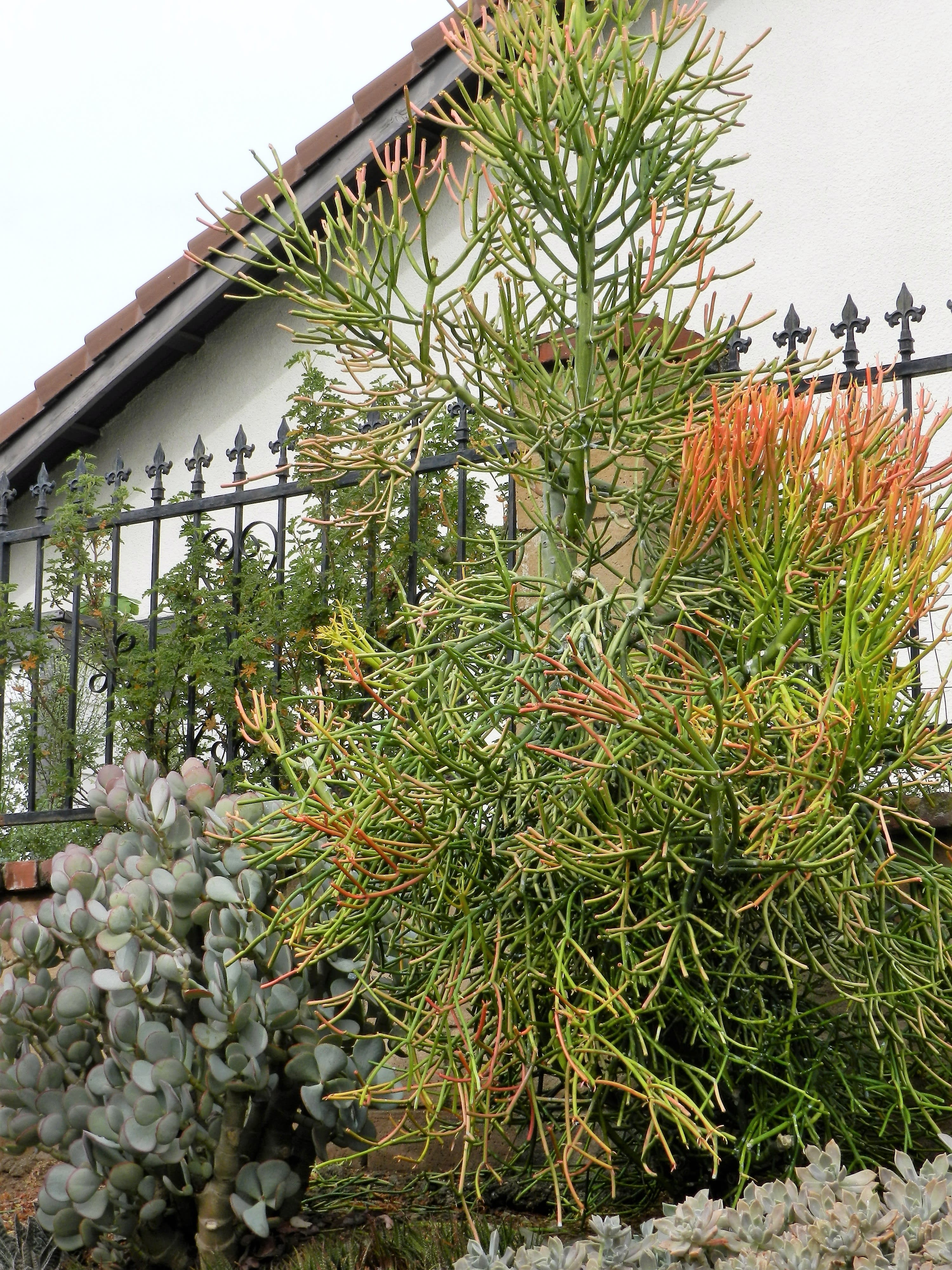How to Care for Firestick Succulents