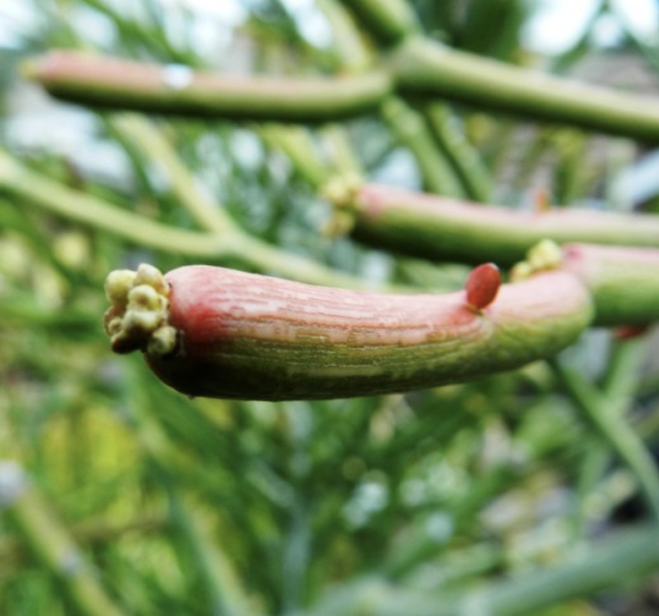 How to Care for Firestick Succulents - Dengarden