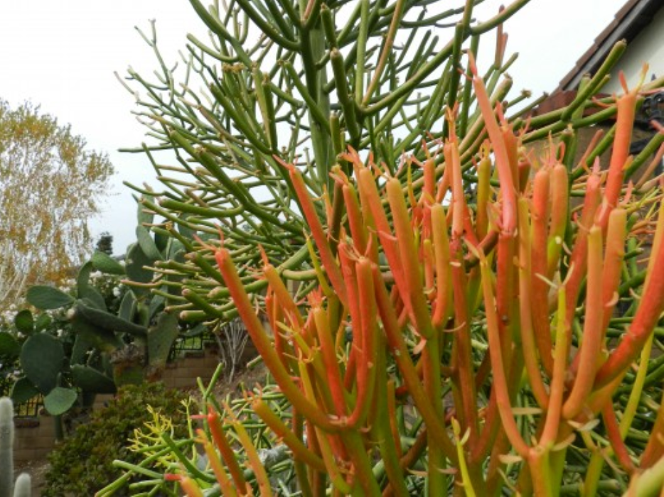How to Care for Firestick Succulents - Dengarden
