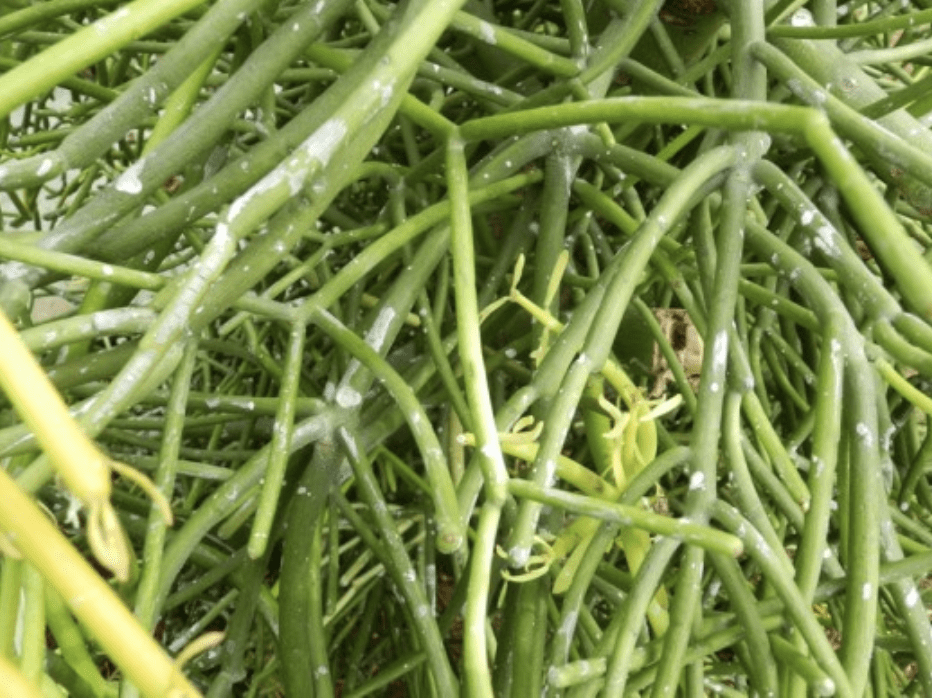 How to Care for Firestick Succulents - Dengarden