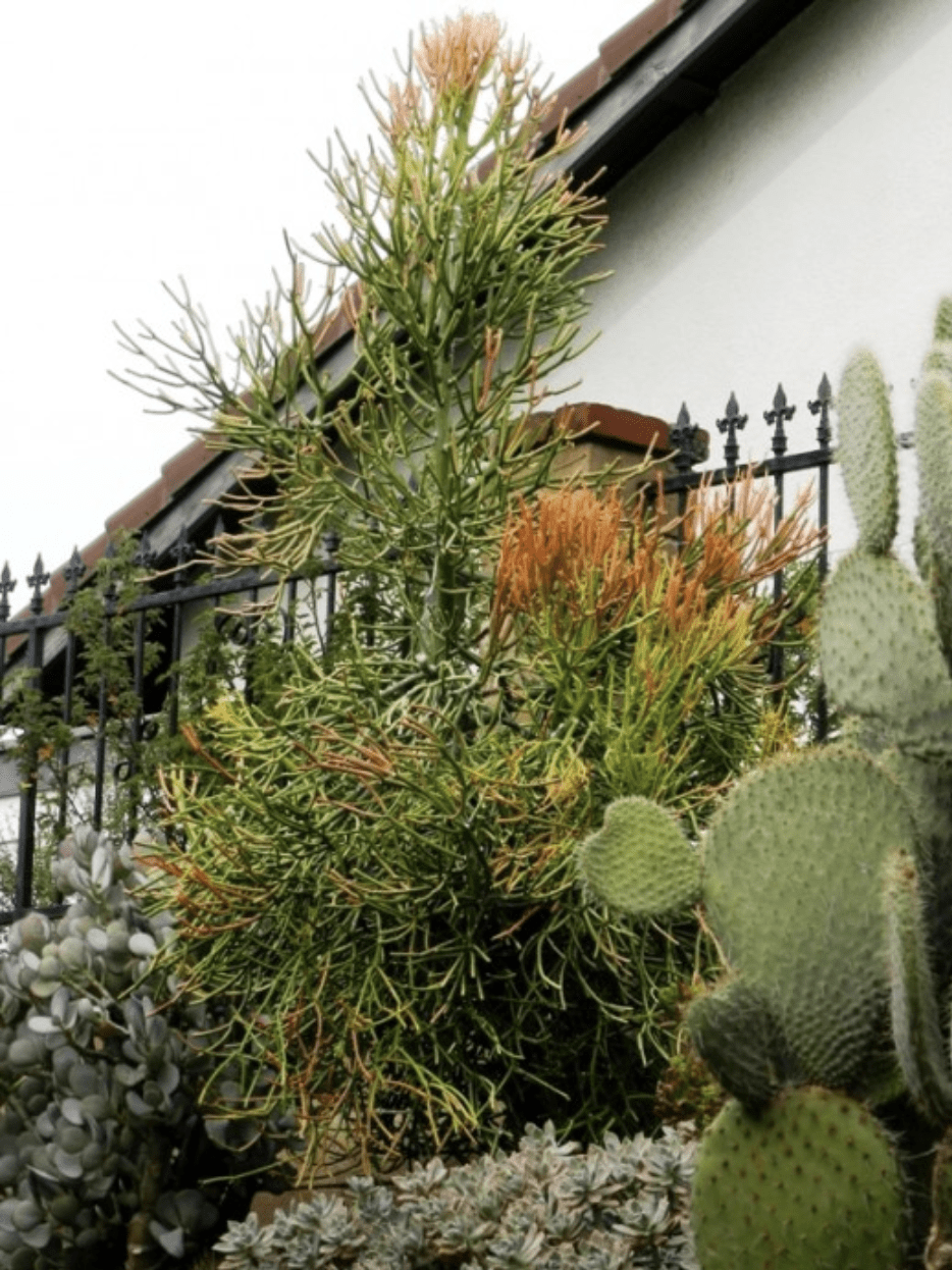 How to Care for Firestick Succulents - Dengarden