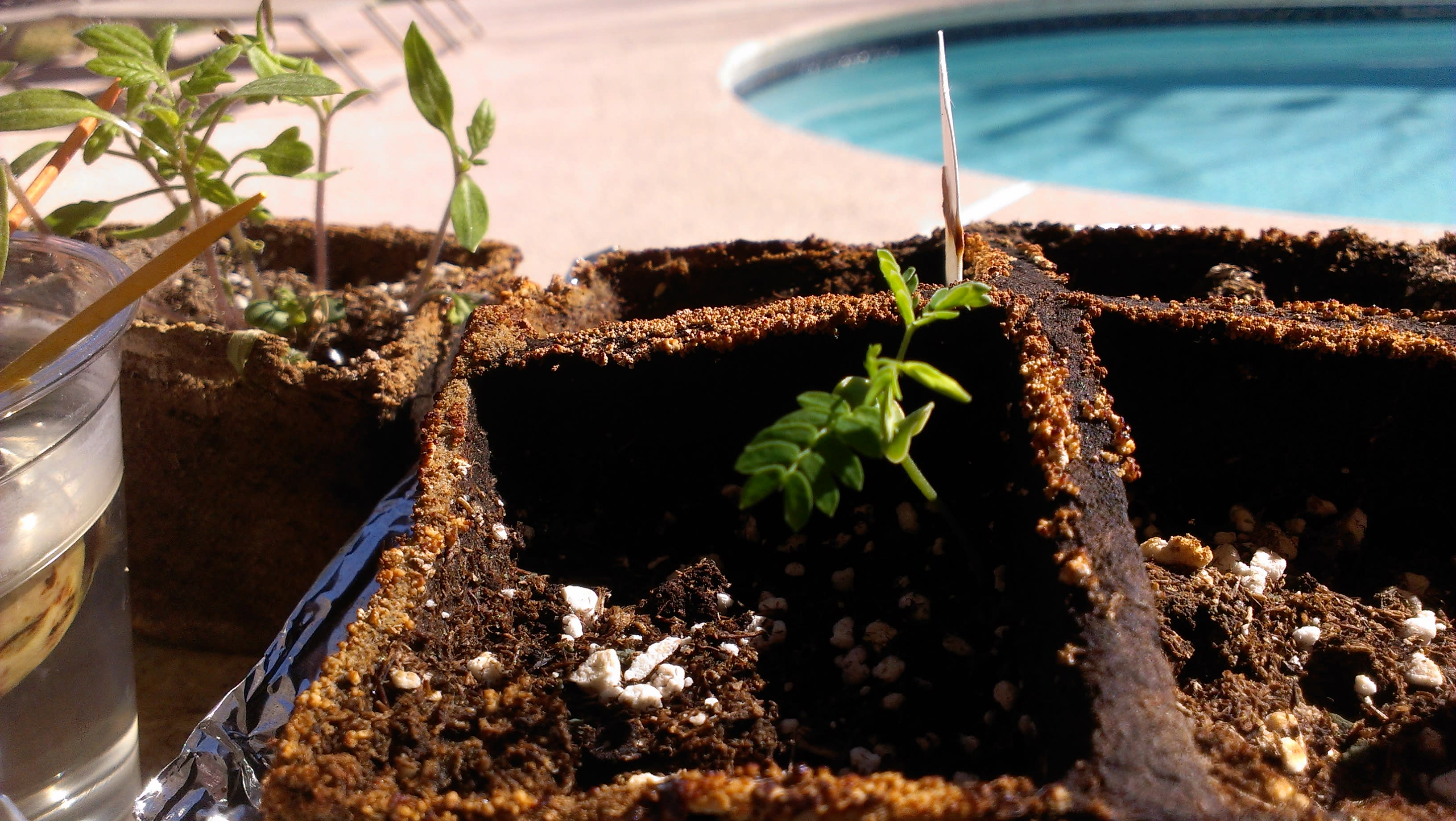 How to Grow a Mimosa Tree From Seeds - Dengarden