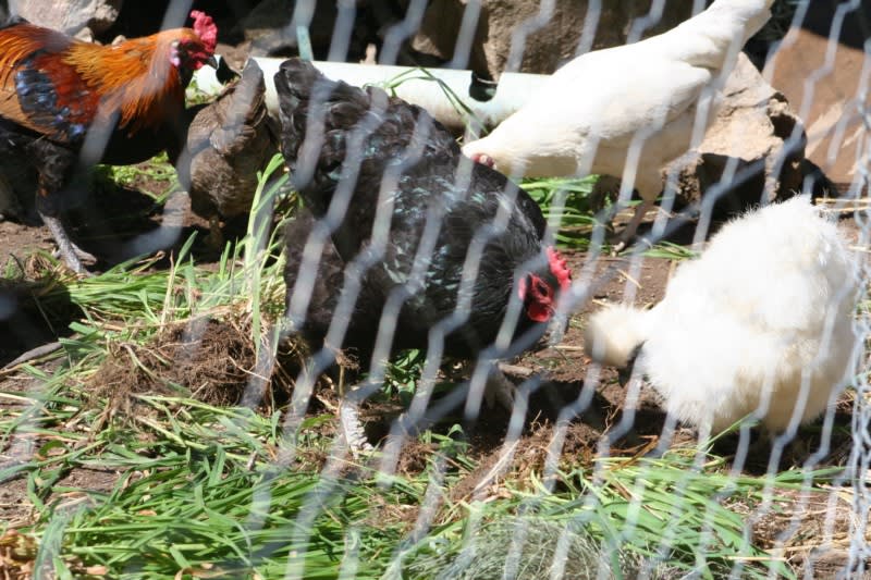 I Locked a Brown Goshawk in With My Chickens: How My Poultry Survived a ...