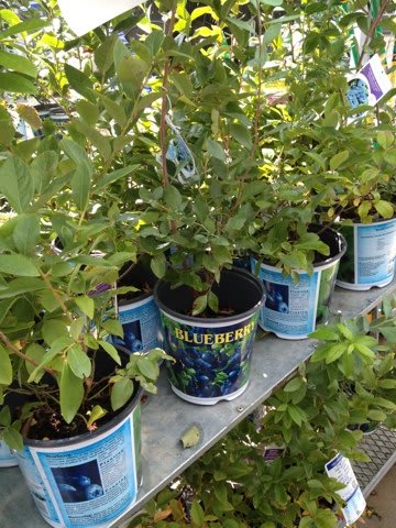 How to Grow Blueberries - Dengarden