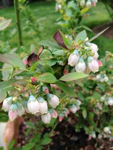 How to Grow Blueberries - Dengarden
