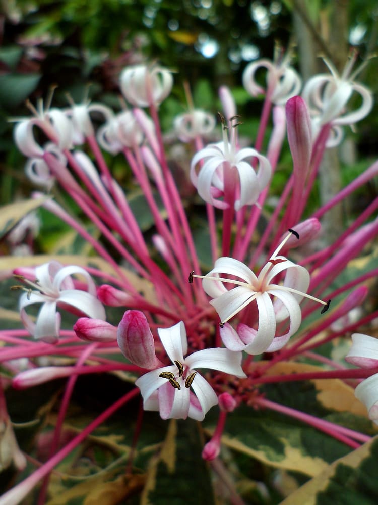 How to Use the Color Wheel to Design Your Flower Garden - Dengarden