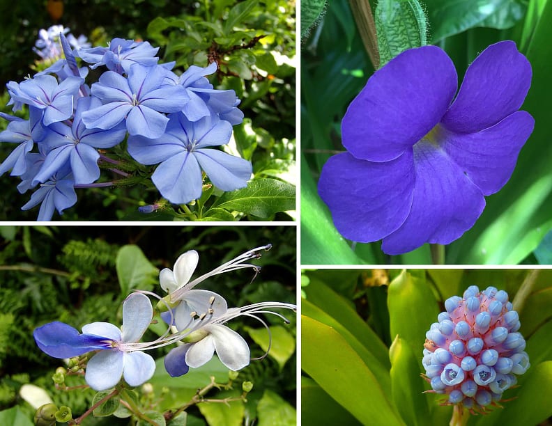 How to Use the Color Wheel to Design Your Flower Garden - Dengarden