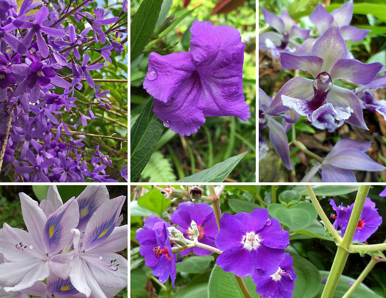 How to Use the Color Wheel to Design Your Flower Garden - Dengarden