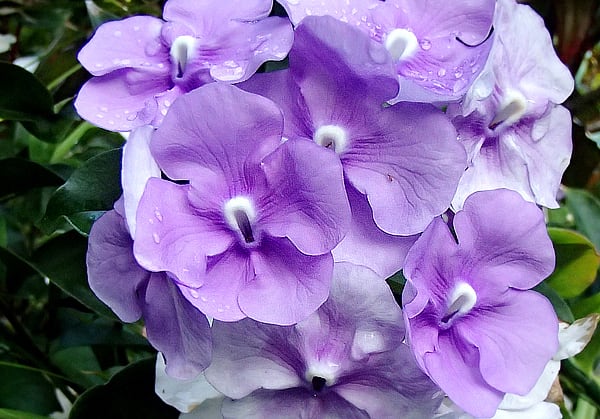 How to Use the Color Wheel to Design Your Flower Garden - Dengarden