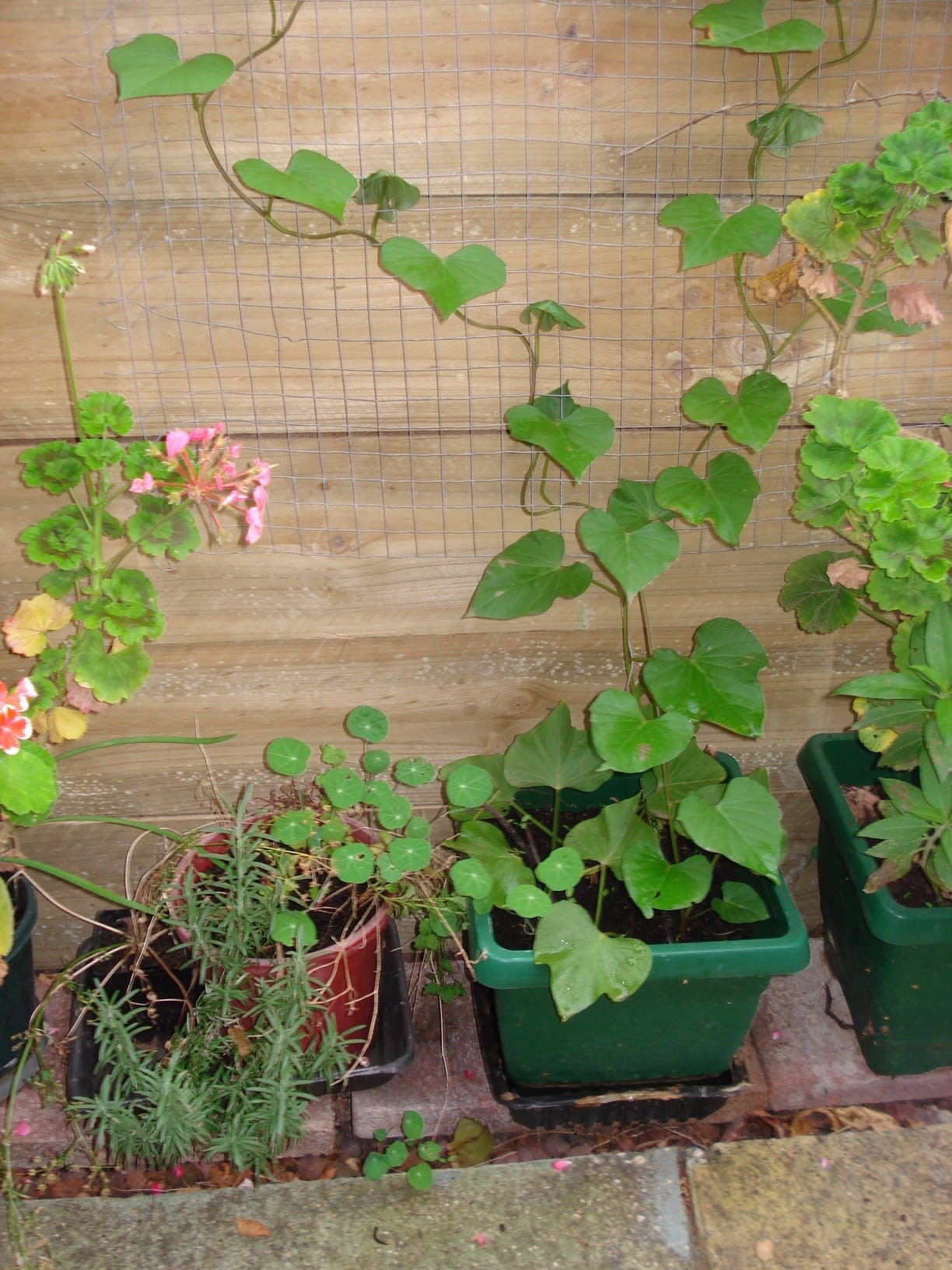 How to Grow Your Own Sweet Potatoes in a Small Container - Dengarden