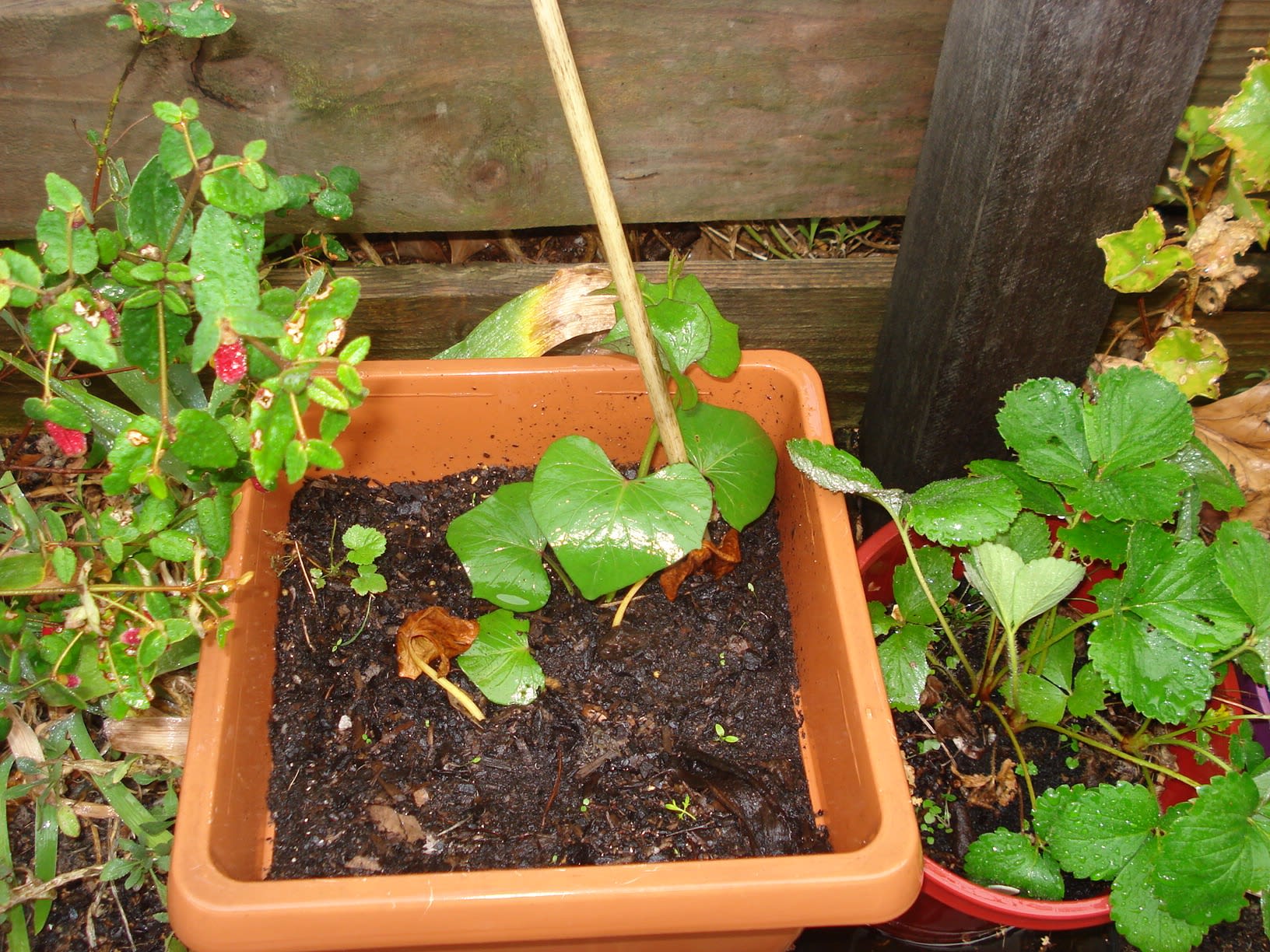 How to Grow Your Own Sweet Potatoes in a Small Container - Dengarden