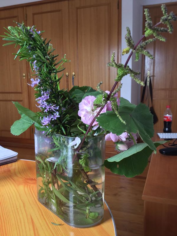 How to Forage for Herbs and Edible Plants in Your Neighbourhood - Dengarden