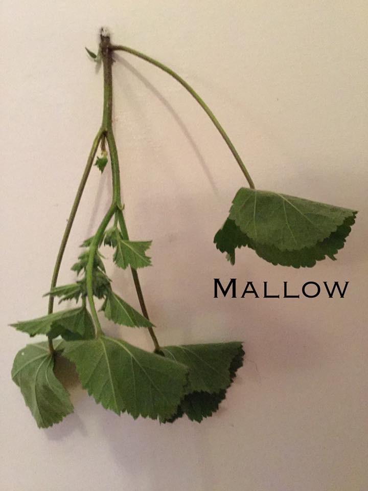 How to Forage for Herbs and Edible Plants in Your Neighbourhood - Dengarden