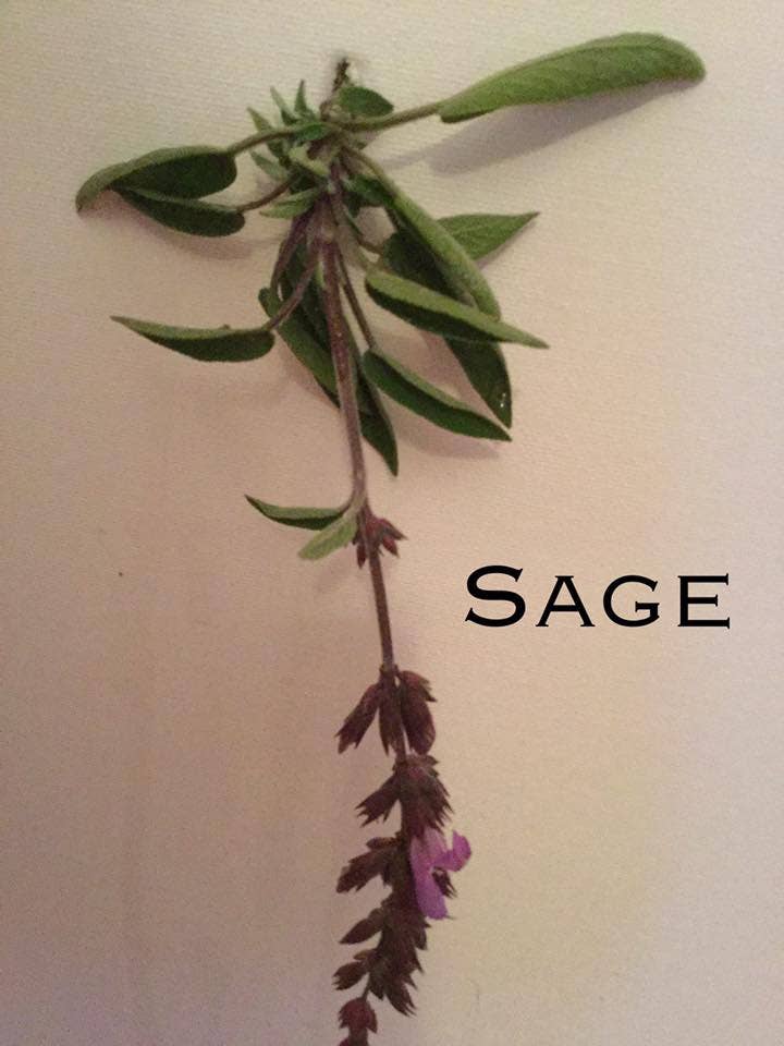 How to Forage for Herbs and Edible Plants in Your Neighbourhood - Dengarden