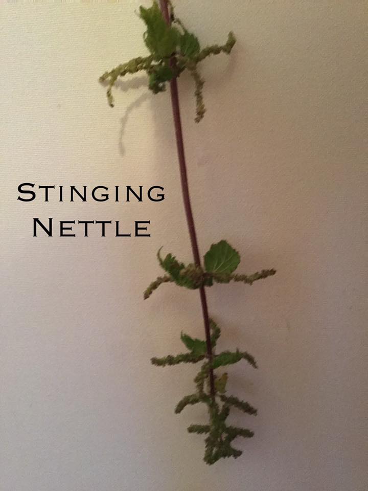 How to Forage for Herbs and Edible Plants in Your Neighbourhood - Dengarden