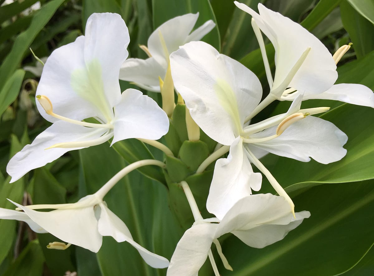 White hawaiian flower store