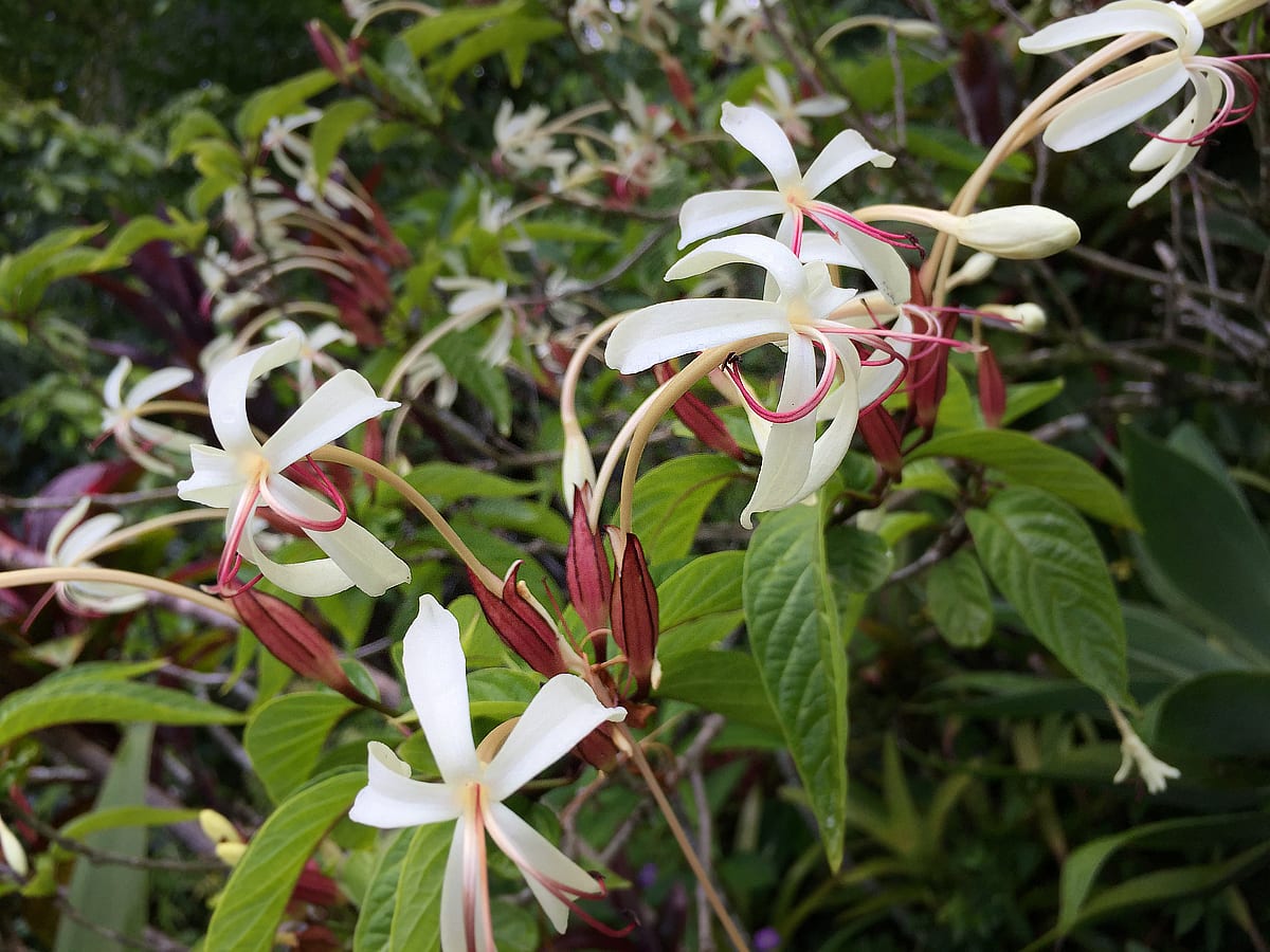 Planting a Garden With All White Tropical Flowers (See Photos) - Dengarden