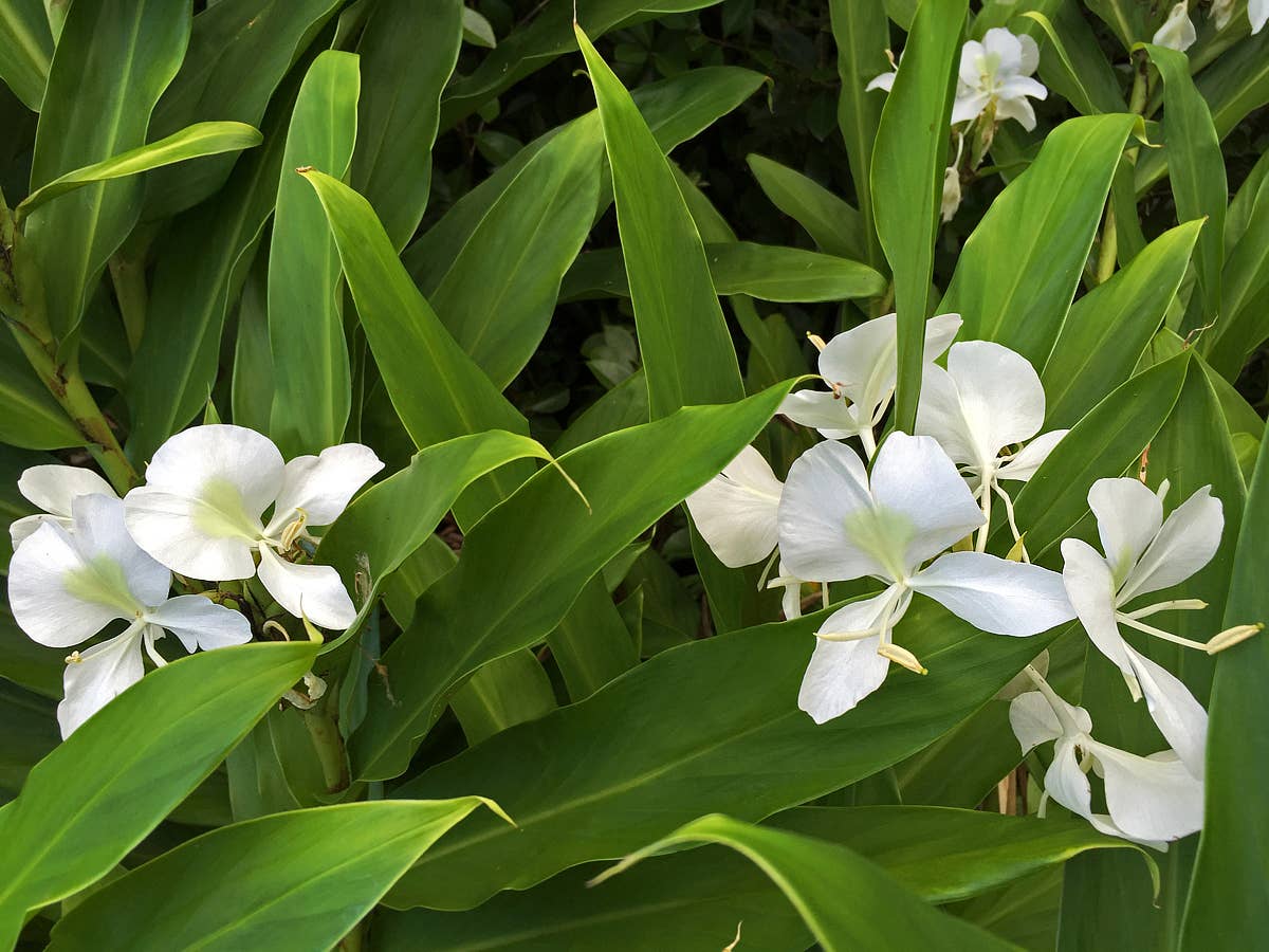 Planting a Garden With All White Tropical Flowers (See Photos) - Dengarden
