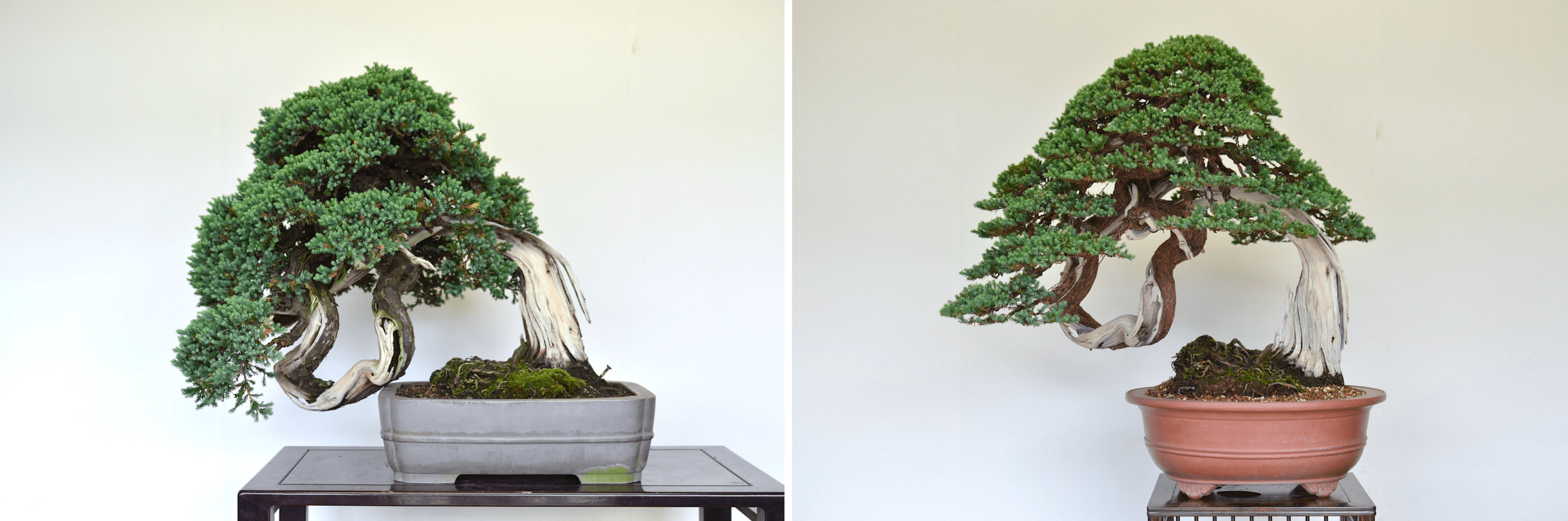 How to Repot a Bonsai Tree (And Why Repotting Is Important) - Dengarden